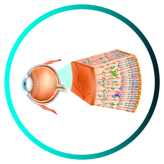 ¿Deficiencia de vitamina D y degeneración macular? – Laboratorios Grin